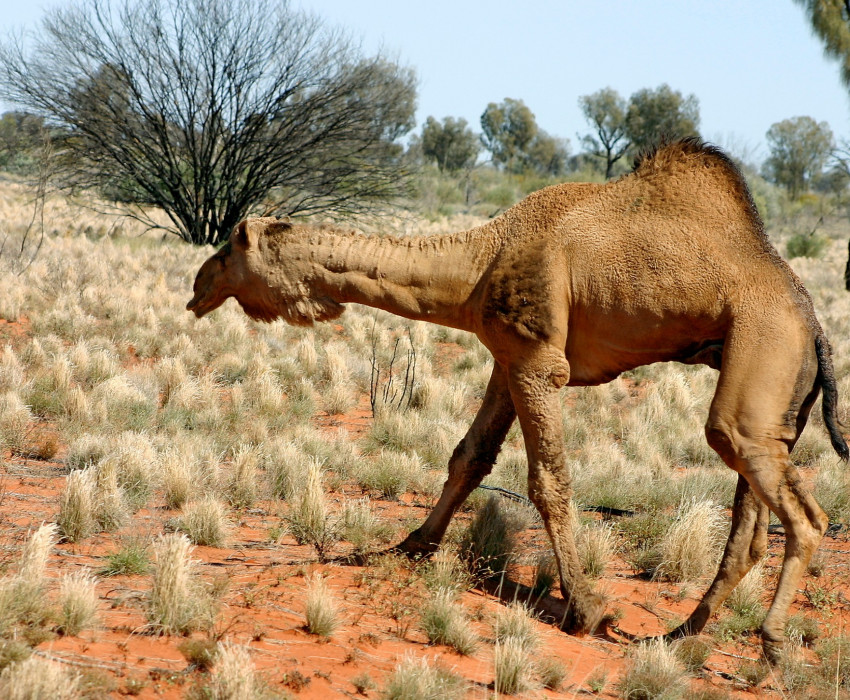 Northern Territory - Digital Print Australia